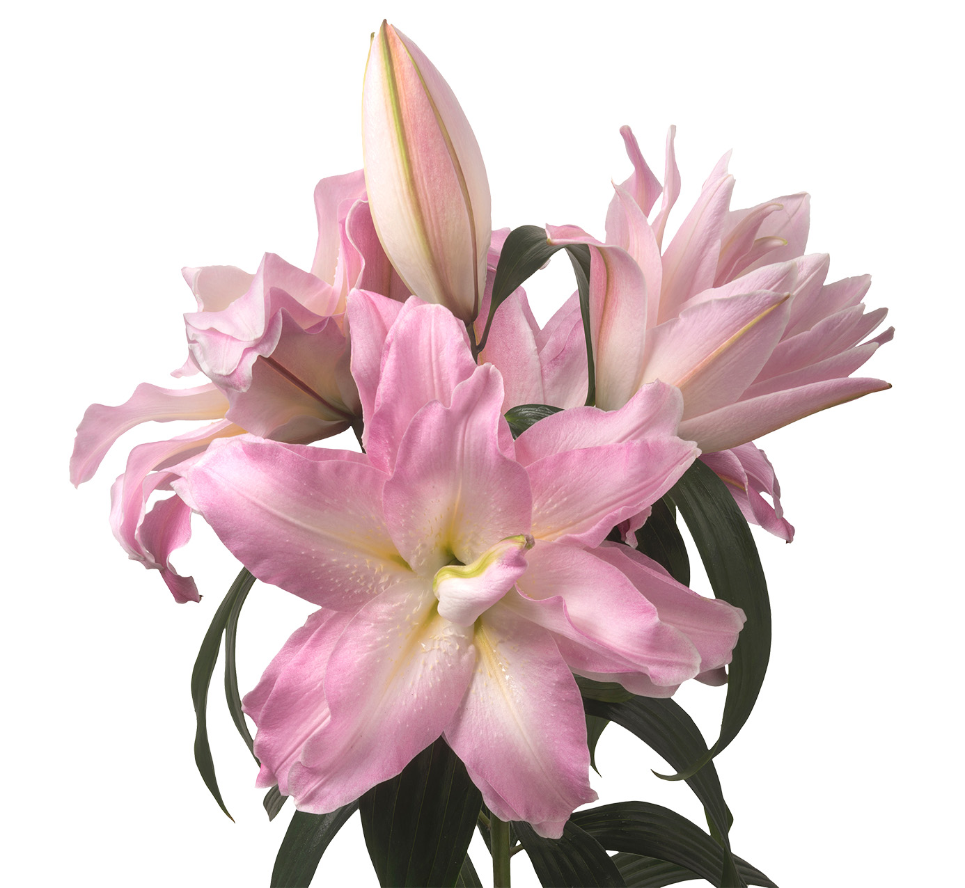 Fresh Cuts – Rose Lilies