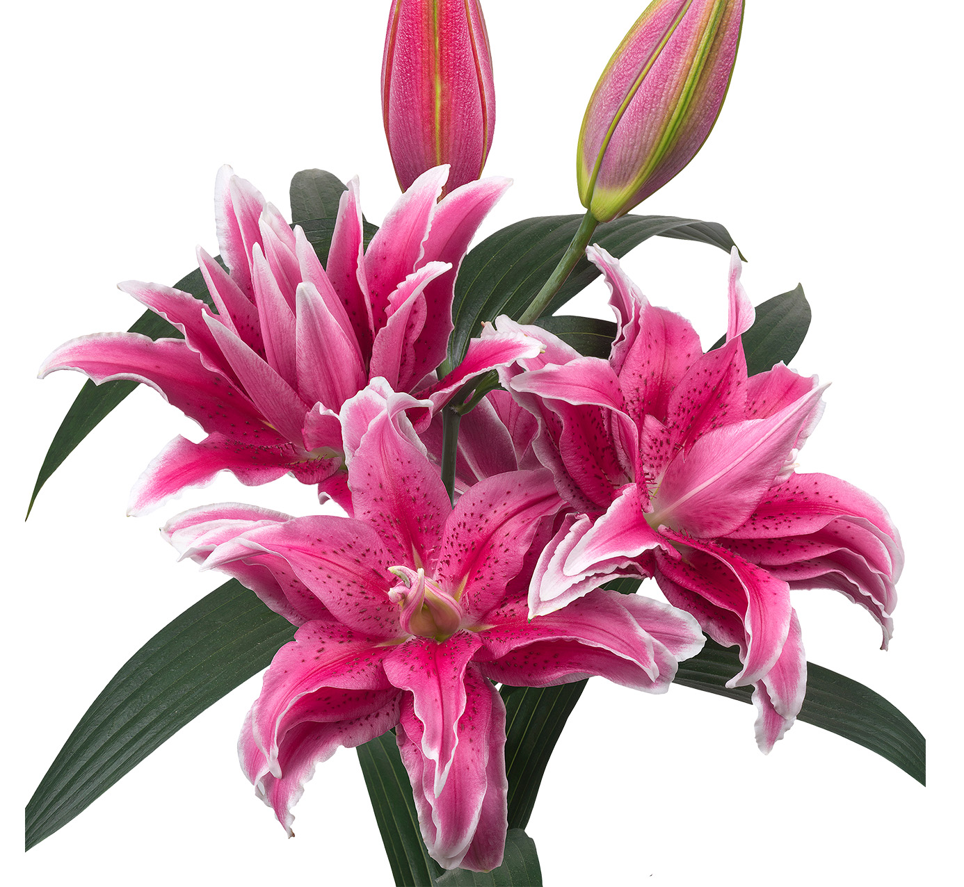 Fresh Cuts – Rose Lilies